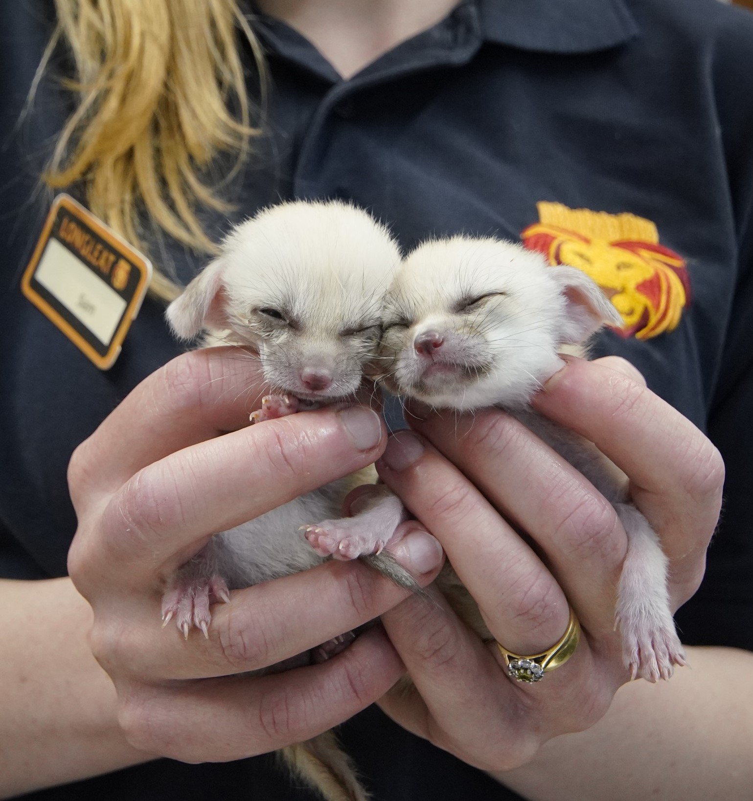 Fennec Fox Fennec Fox Potawatomi Zoo